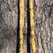 Fractal Burned Lightning Walking Stick, Lichtenberg Fractal Burning ...
