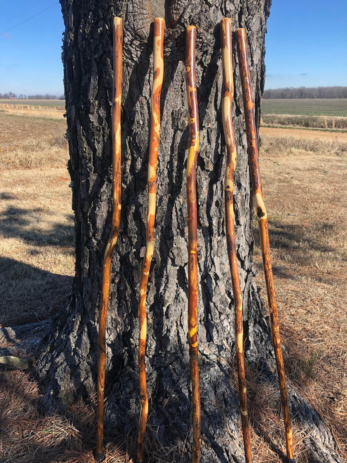 Bundles of Hiking Sticks, 5 Foot Walking Stick Bundles, Hiking Sticks ...