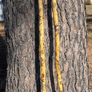 Fractal Burned Lightning Walking Stick, Lichtenberg Fractal Burning ...