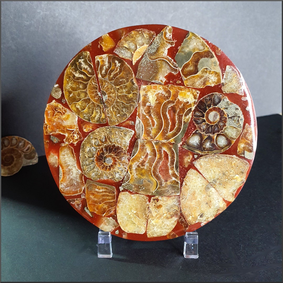 Ammonite Coaster, Fossil Plate, Ammonite Plate, Natural Ammonite Fossil ...