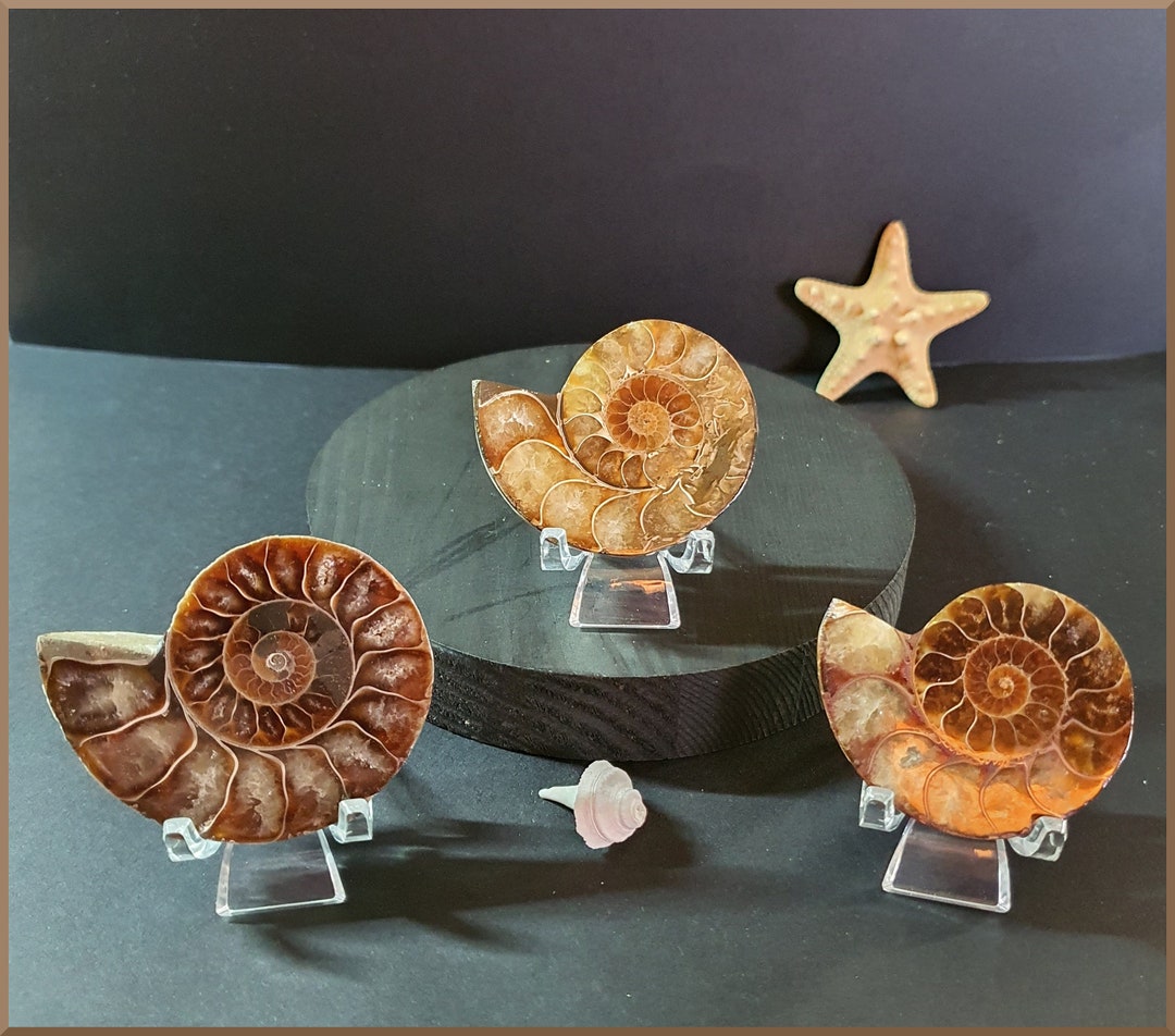 Natural Ammonite Fossil, Spiral Shell Fossil, 1.8-2.25 Wide, Choose ...