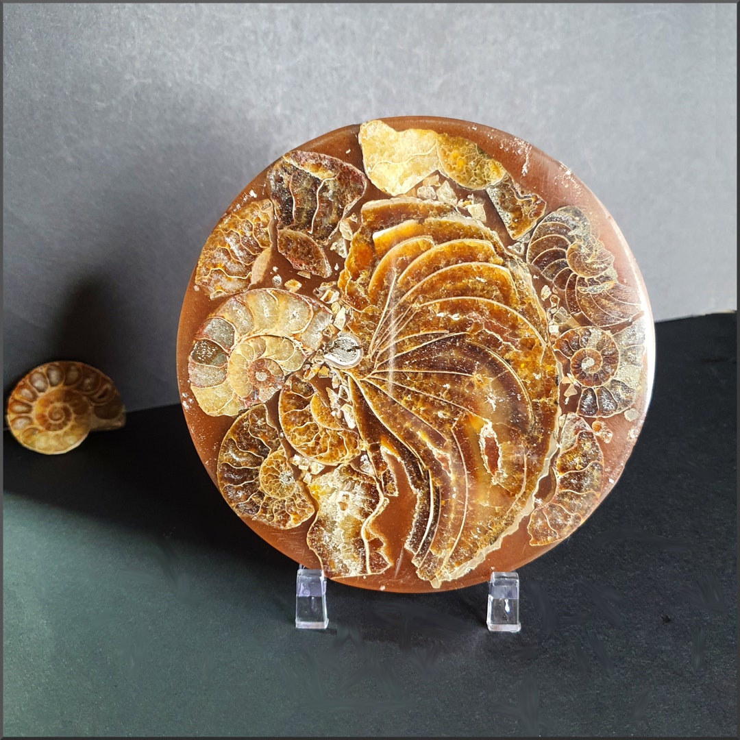 Ammonite Plate, Fossil Plate, Natural Ammonite Fossil, Ammonite Coaster ...