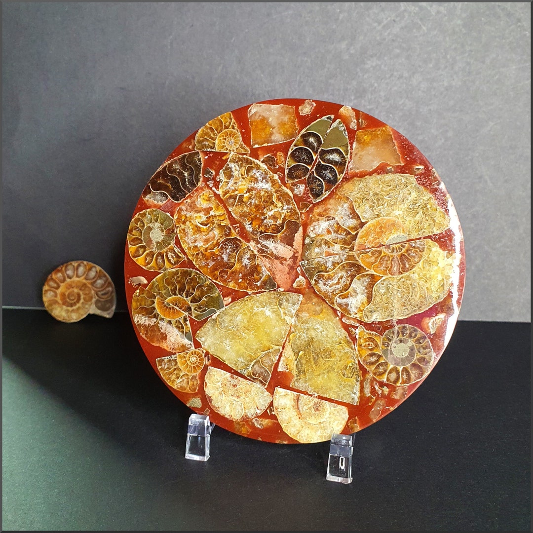 Fossil Plate, Ammonite Plate, Natural Ammonite Fossil, Ammonite Coaster ...
