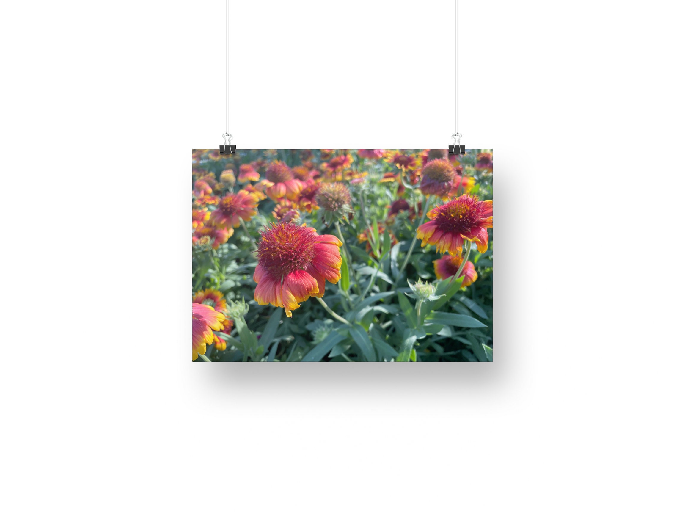 Digital Download of Wildflowers Photos of Maroon Yellow Flowers Nature ...