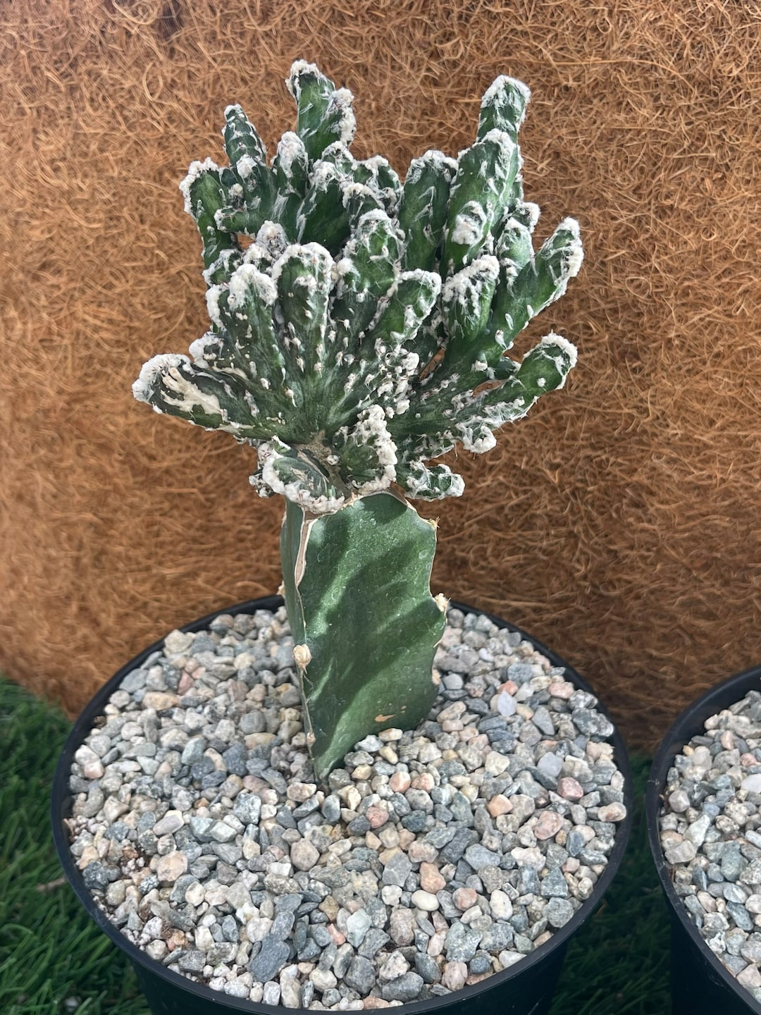 6 Monvillea Cereus Spegazzinii F. Monstrose Monvilea Spegazzini ...