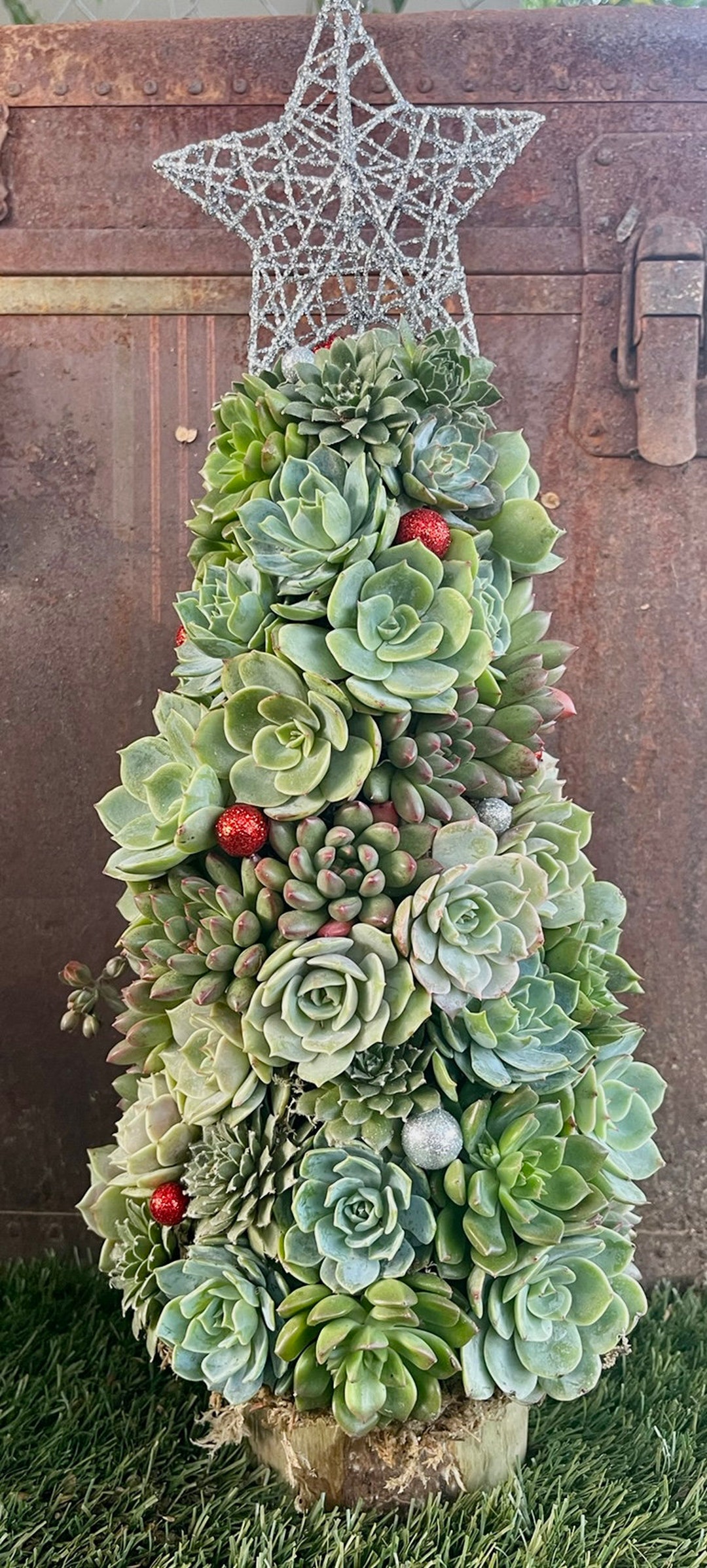 Live Succulent Holiday Tree - Succulent Christmas Tree - Etsy