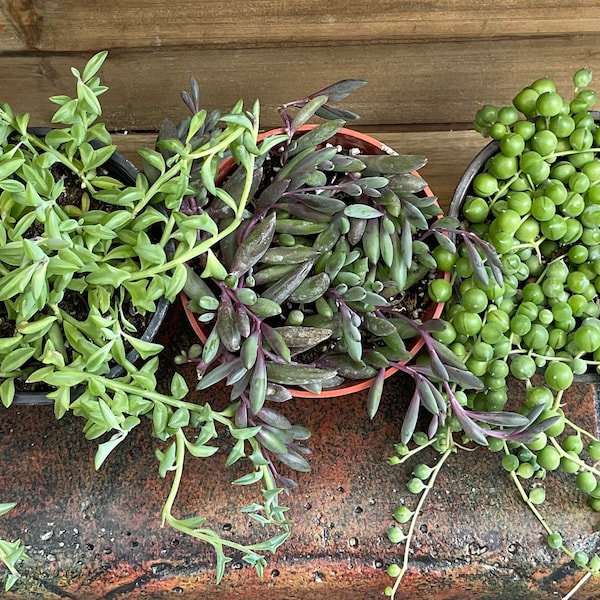 Trailing Succulents - Etsy