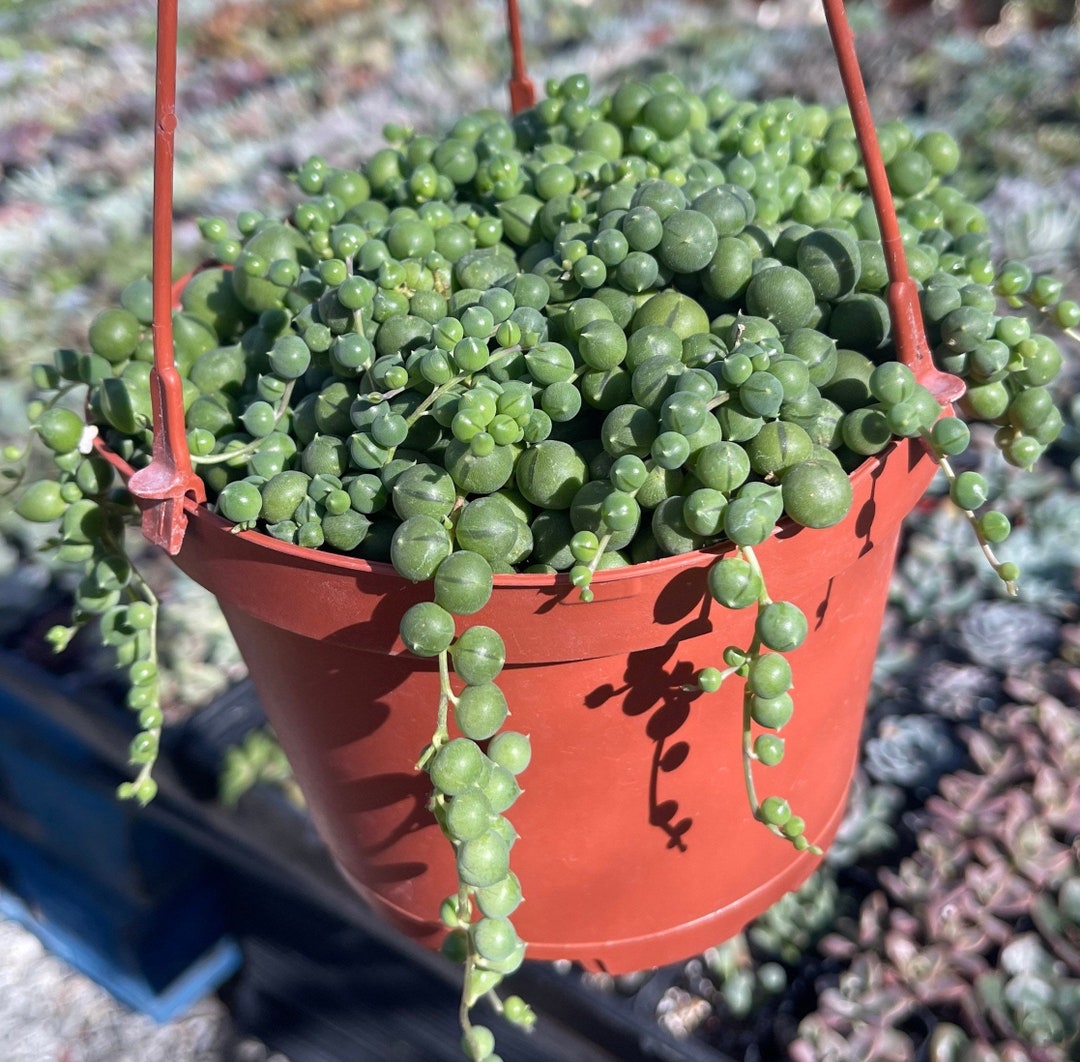 6” String of Pearls - Live Succulents - Rosary Vine - Hanging Plants - Etsy