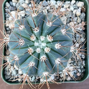 4” Melocactus Azureus - Turk's Cap Cactus - Flowering Cactus - Blue ...