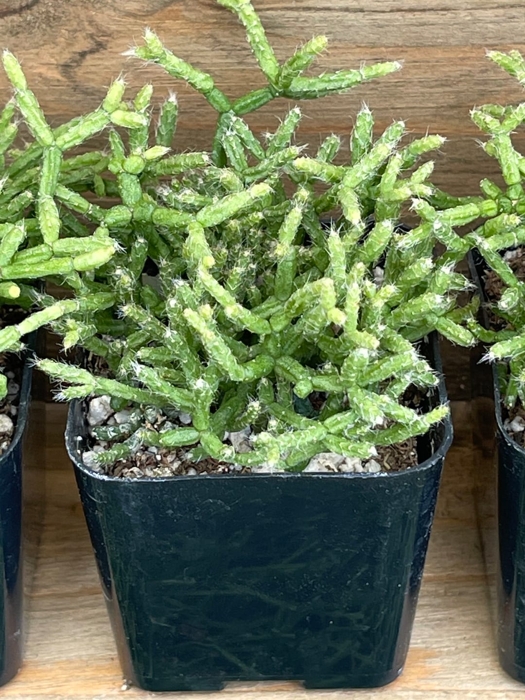 2” Live Succulent - Native Dancing Bones Cactus - Etsy