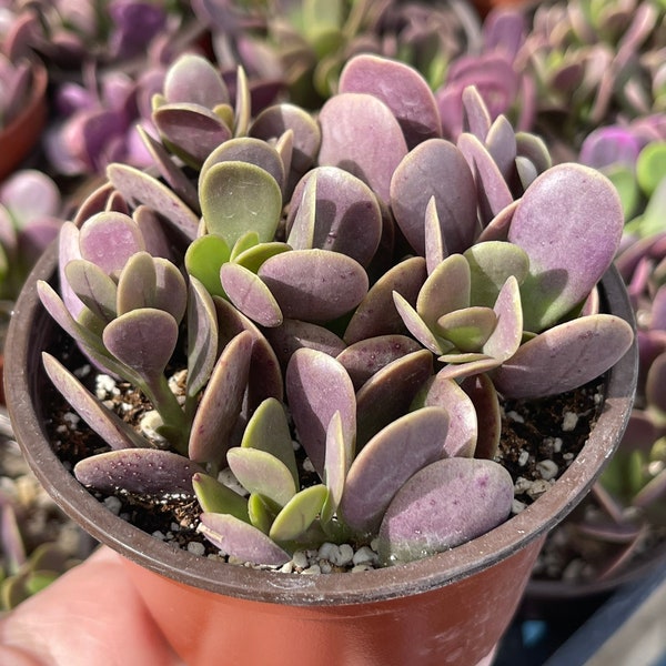 Large Jade Plant - Etsy