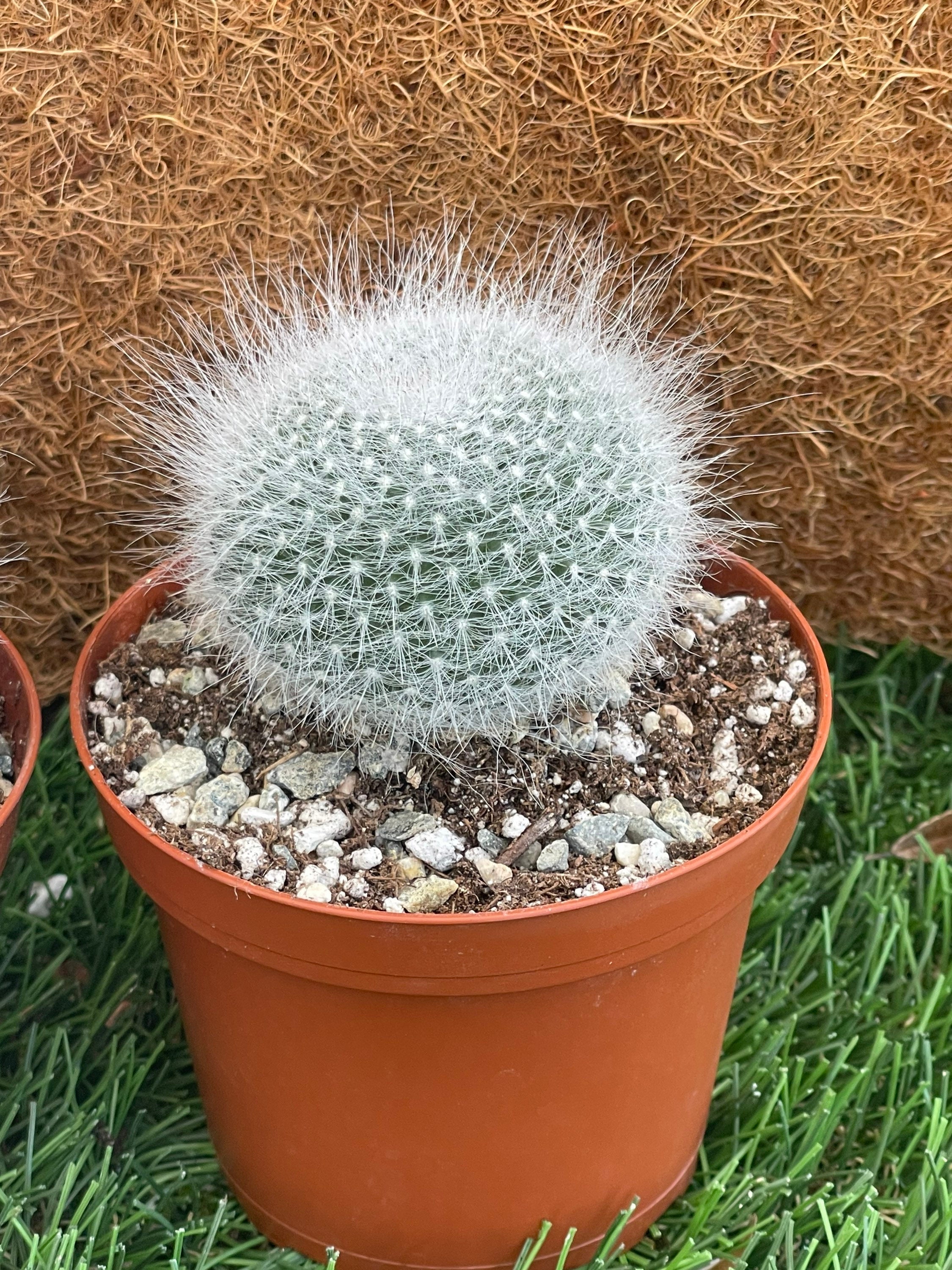 4 Old Lady Cactus Mammillaria Hahniana Cactaceae Family - Etsy