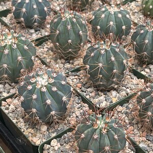 4” Melocactus Azureus - Turk's Cap Cactus - Flowering Cactus - Blue ...