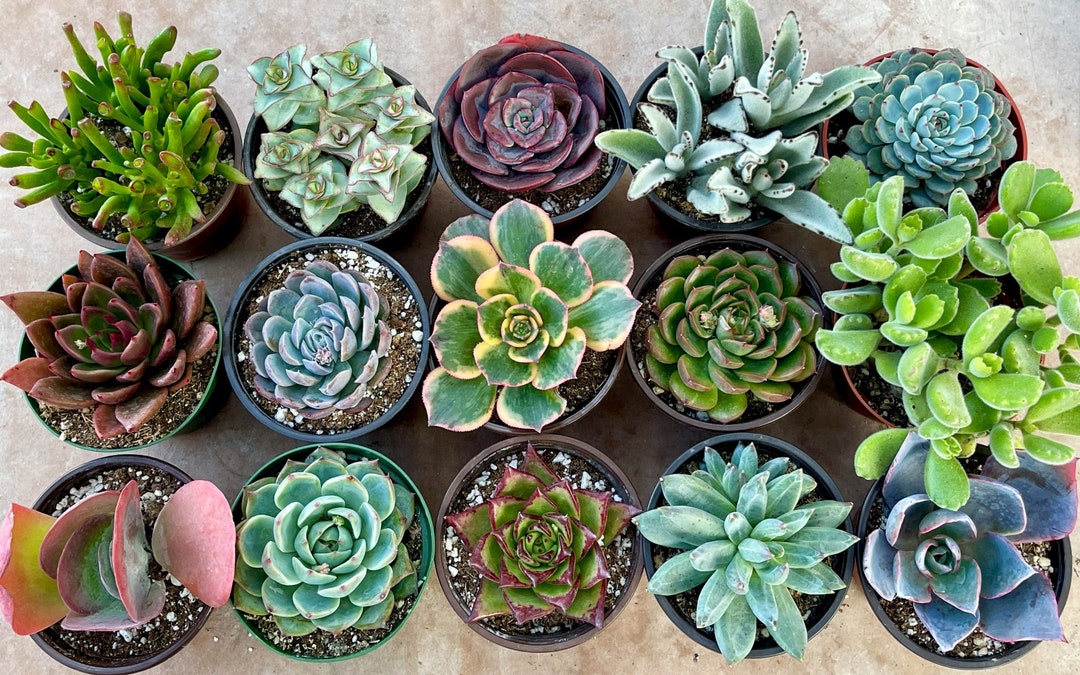 4” 15-pack of Assorted Succulents - Combo Pack of 15 Live Succulents ...