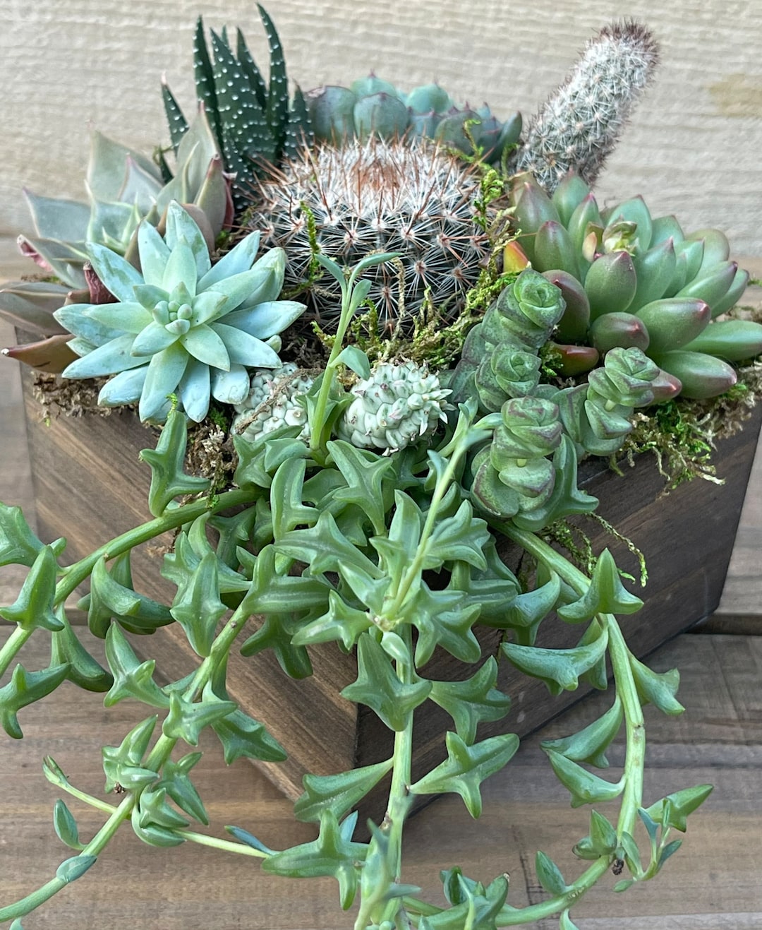 Everyday Arrangement Mixed W/cacti and Succulents Succulent Arrangement ...