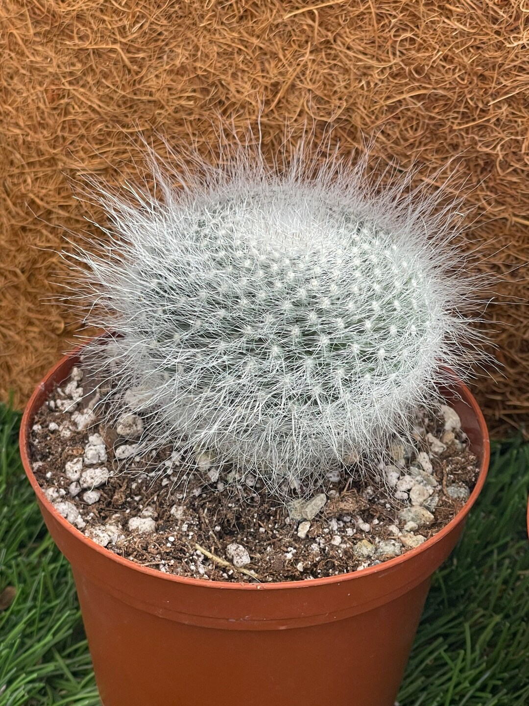 4 Old Lady Cactus Mammillaria Hahniana Cactaceae Family Cactus Central ...