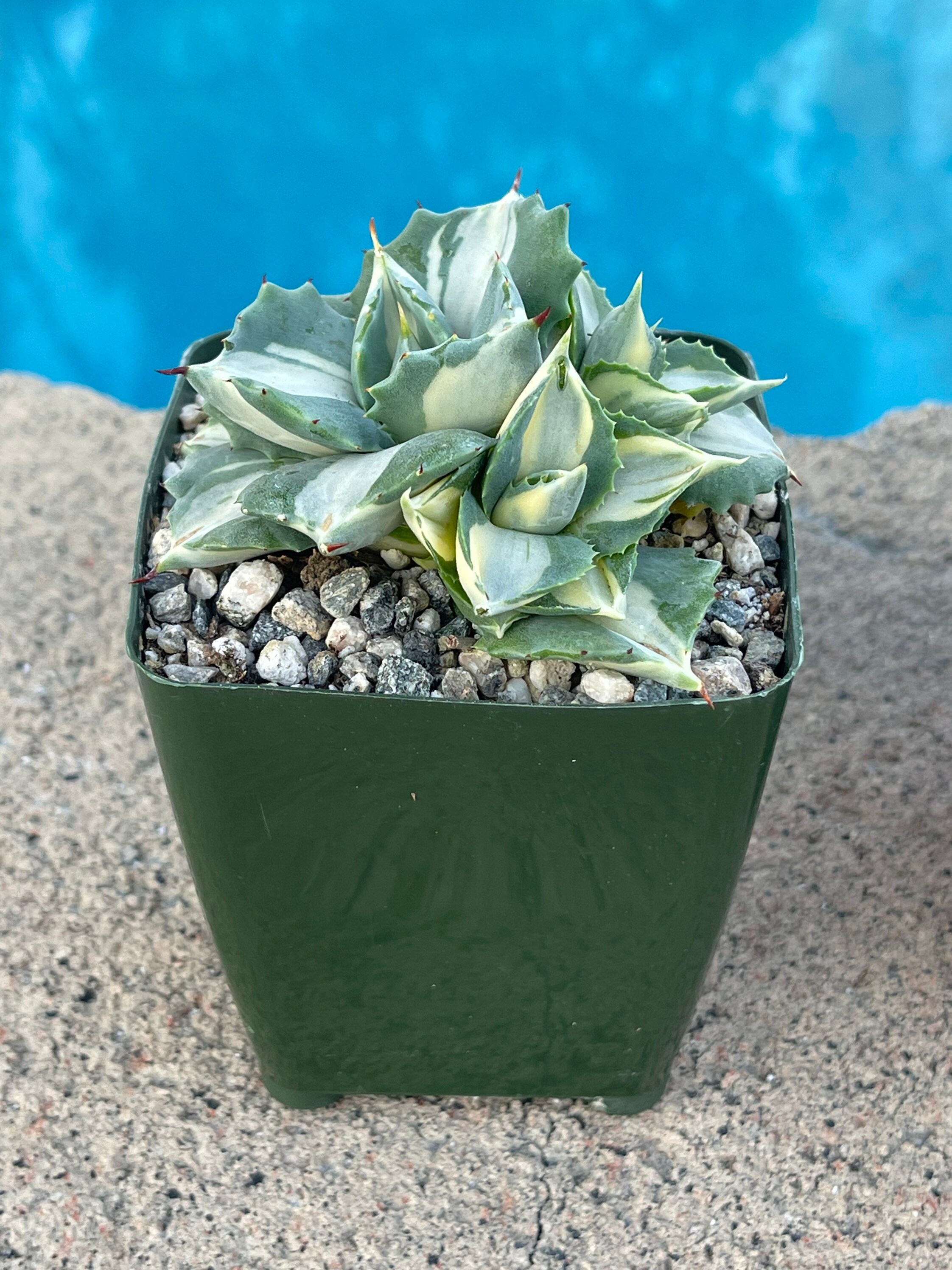 4 Live Cactus-looking Succulent Agave Isthmensis Dwarf - Etsy