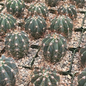 4” Melocactus Azureus - Turk's Cap Cactus - Flowering Cactus - Blue ...