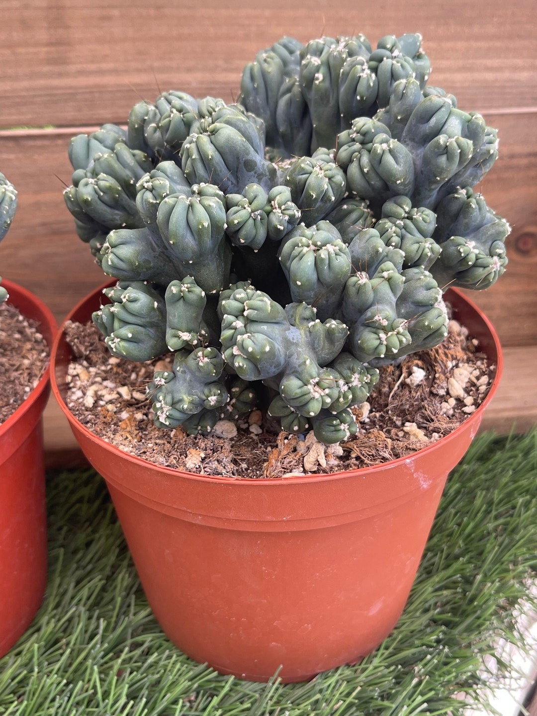 6” Cereus Berbesii Monstrose - Rare Ming Thing Cactus - Live Plants - Etsy