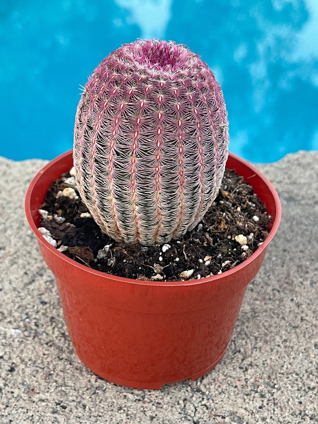 4” Live Rare Cactus - Rainbow Hedgehog - Echinocereus Rigidissimus ...