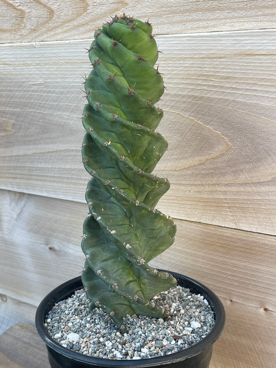 12” Spiral Cactus - Twisted Cactus - Tornado Cactus - Cereus Forbesii - Etsy