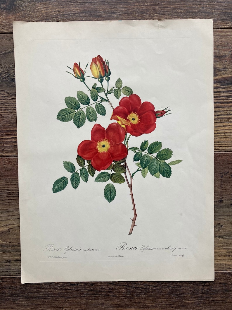 True Vintage - Large Floral Bookplate - Etsy