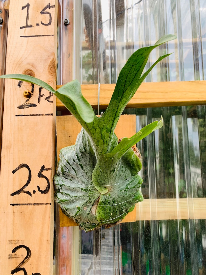 Platycerium Staghorn Fern Grande - Etsy