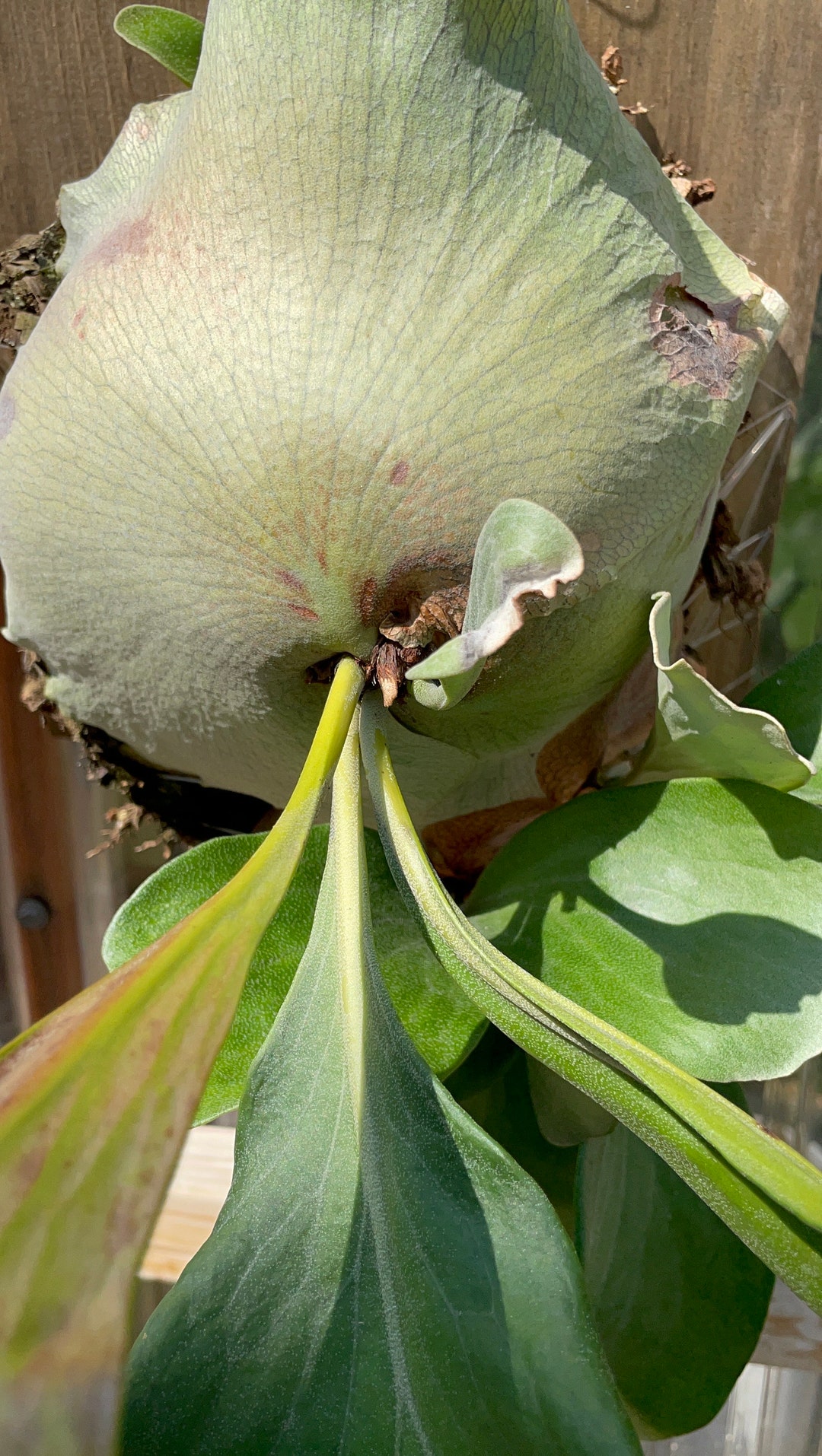 Platycerium Staghorn Fern Hillii Dragon Sporeling Large With 2 Pups - Etsy