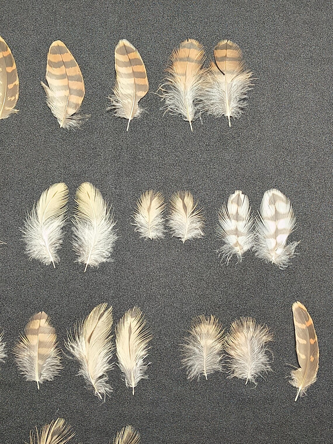 Common Kestrel (falco Tinnunculus) Feather - Etsy