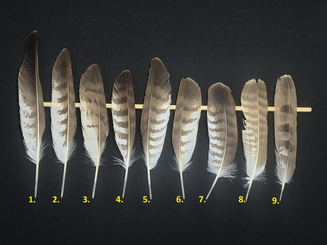 Common Buzzard Feather - Etsy