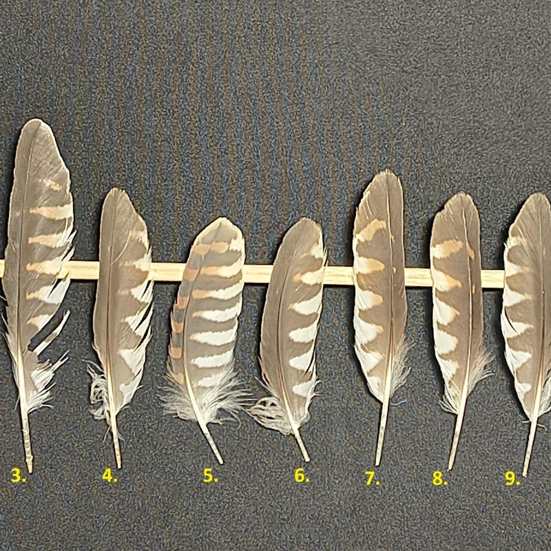 Kestrel Feathers - Etsy