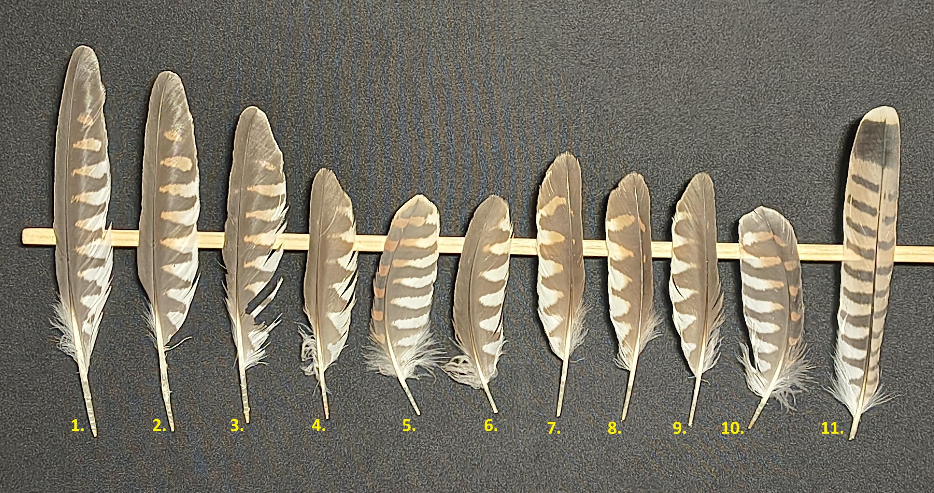 Common Kestrel (falco Tinnunculus) Feather - Etsy