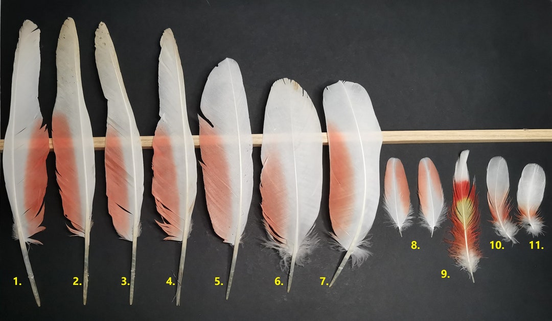 Parrot Macaw cacatua Cockatoo Feathers - Etsy