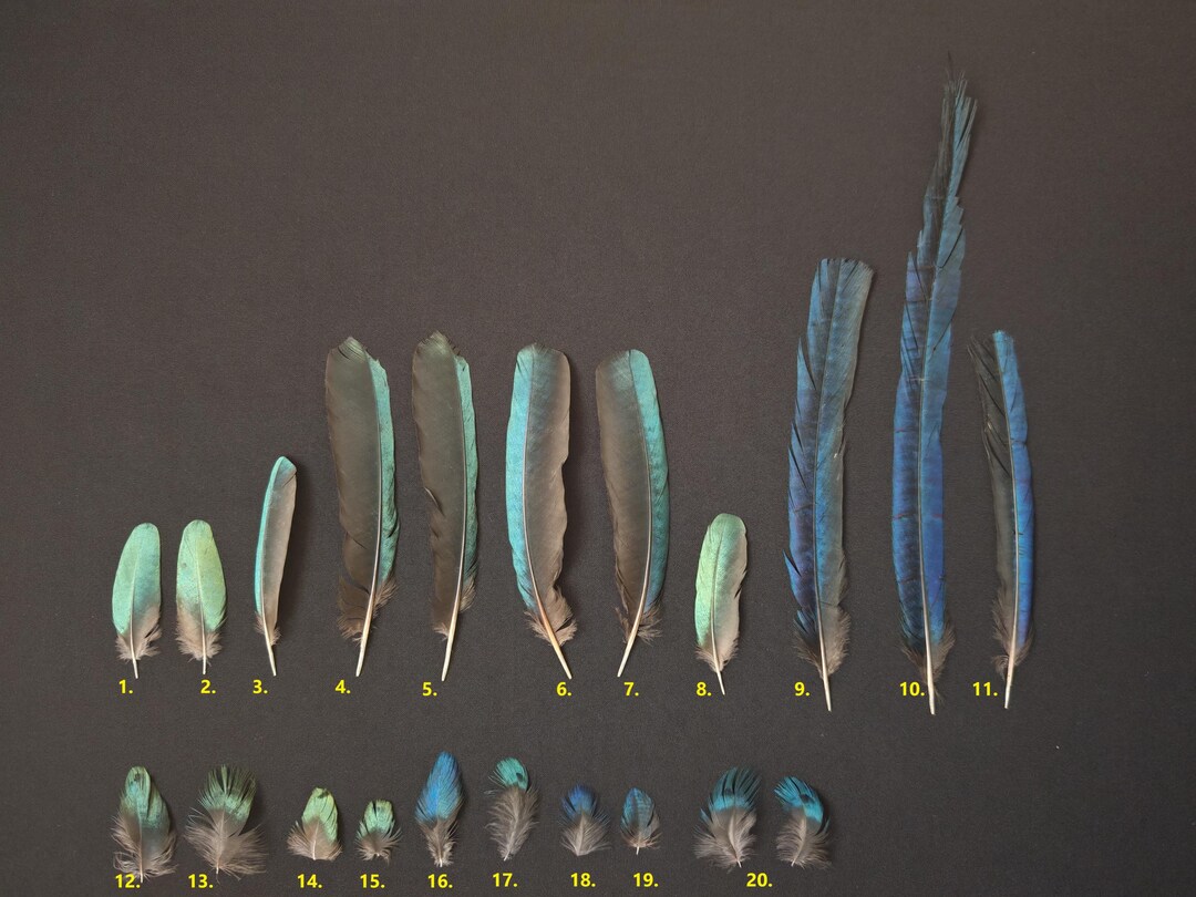 Rare Wing Feathers Glossy Starling (lamprotornis Caudatus and ...