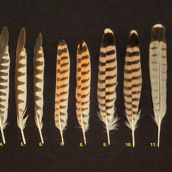Kestrel Feathers - Etsy