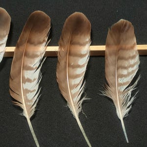 Common Buzzard Feather - Etsy