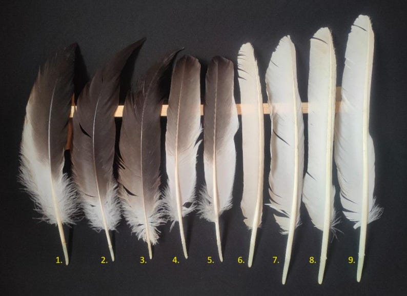 Red-crowned Crane (grus Japonensis) Feathers - Etsy