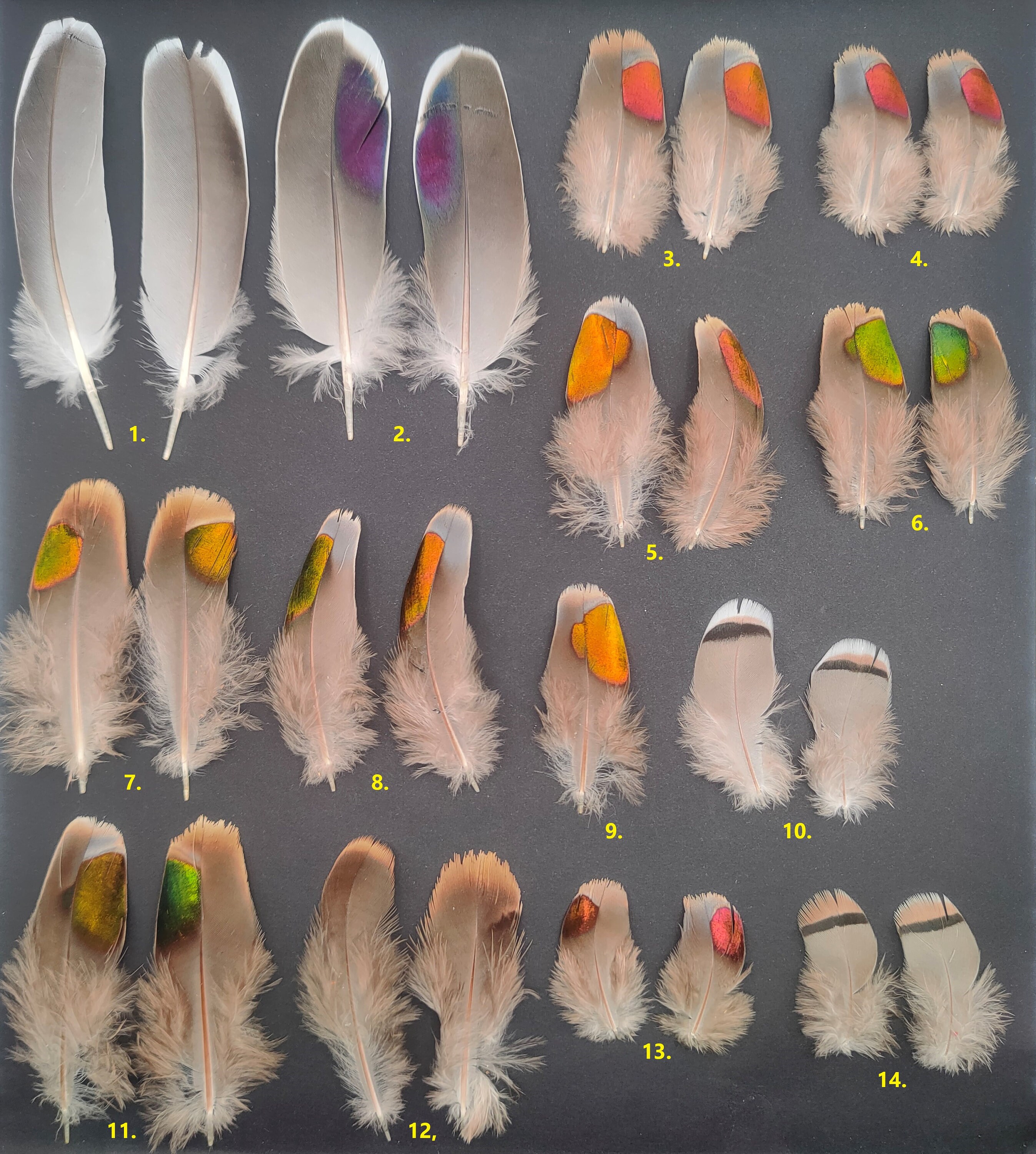 Pigeon columba Feather - Etsy