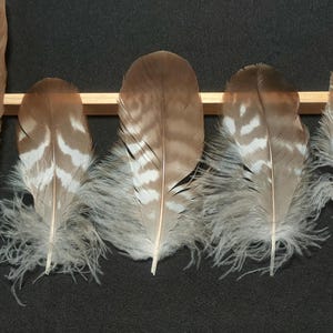 Common Buzzard Feather - Etsy
