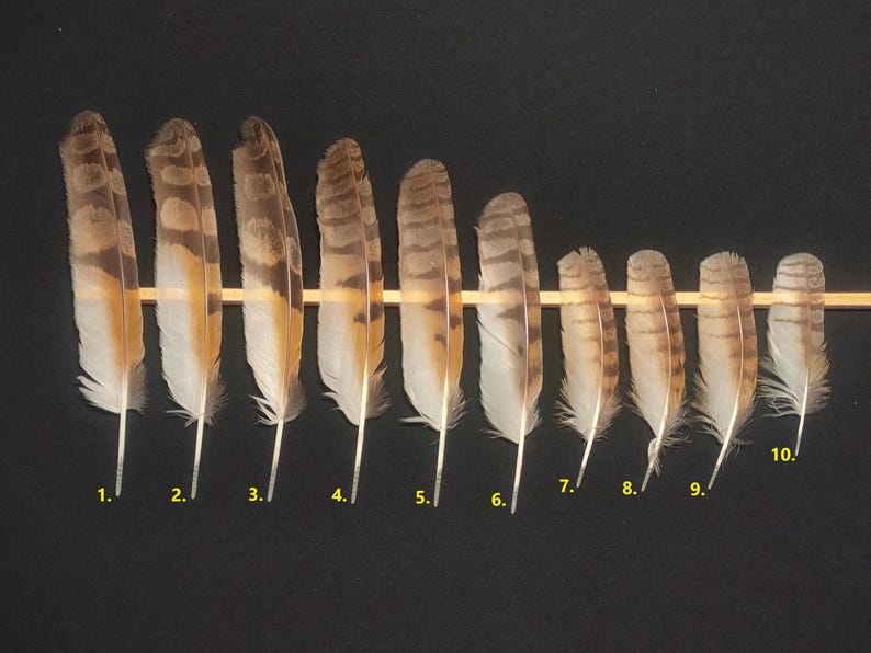 Long-eared Owl asio Otus Feathers - Etsy