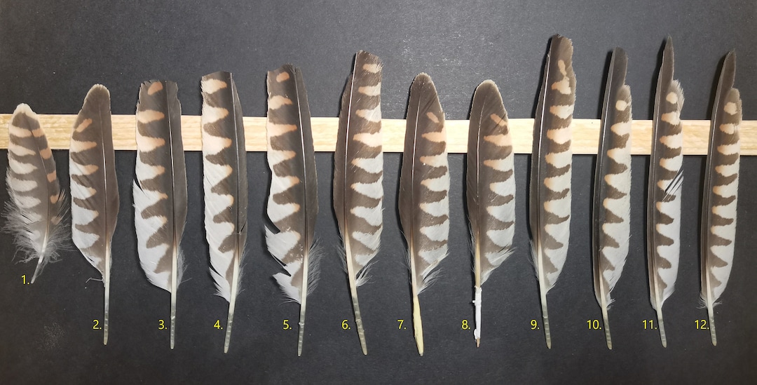 Common Kestrel falco Tinnunculus Feather - Etsy