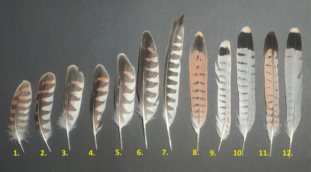Common Kestrel falco Tinnunculus Feather - Etsy