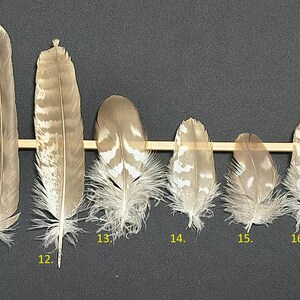 Common Buzzard Feather - Etsy