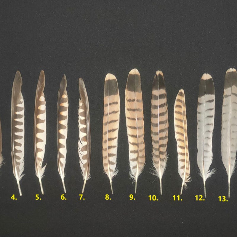Kestrel Feathers - Etsy