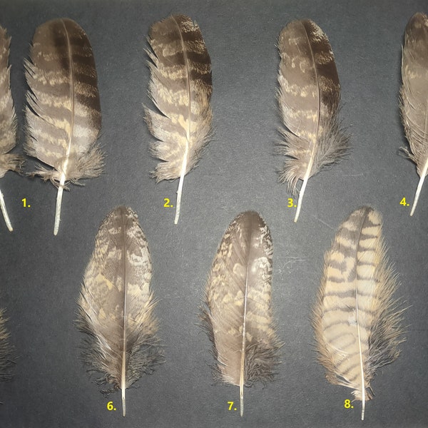 Eagle Feather - Etsy