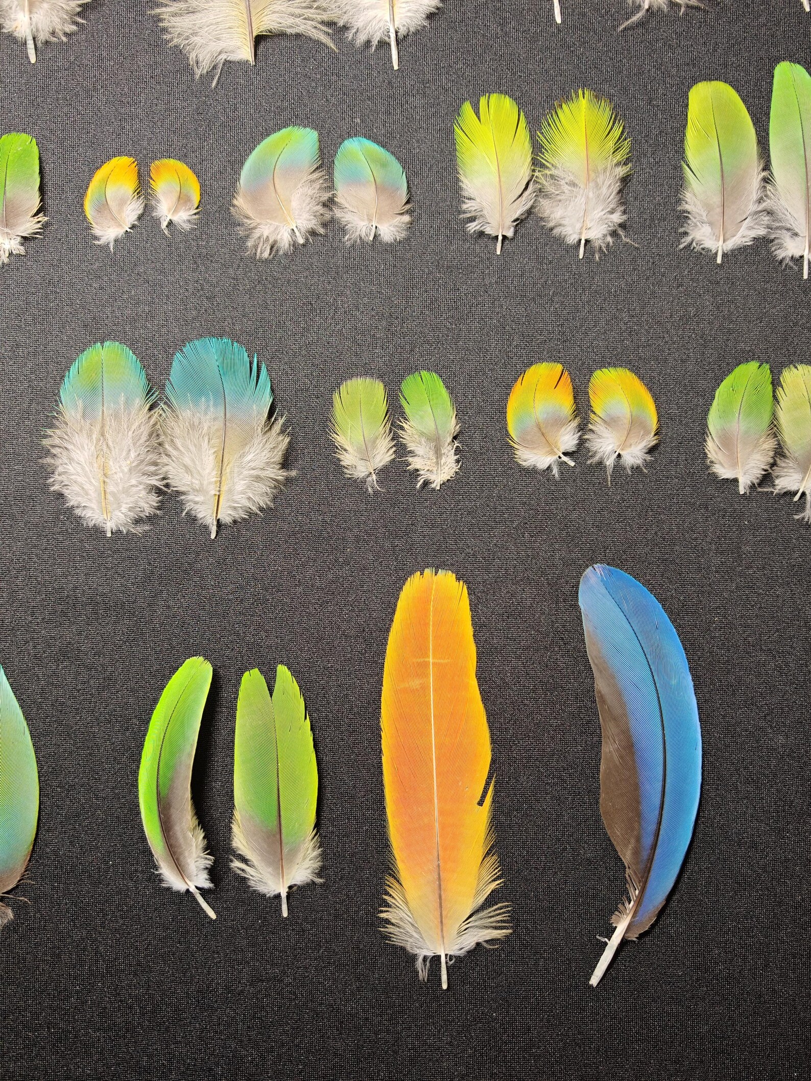 Parrot Feather Small - Etsy