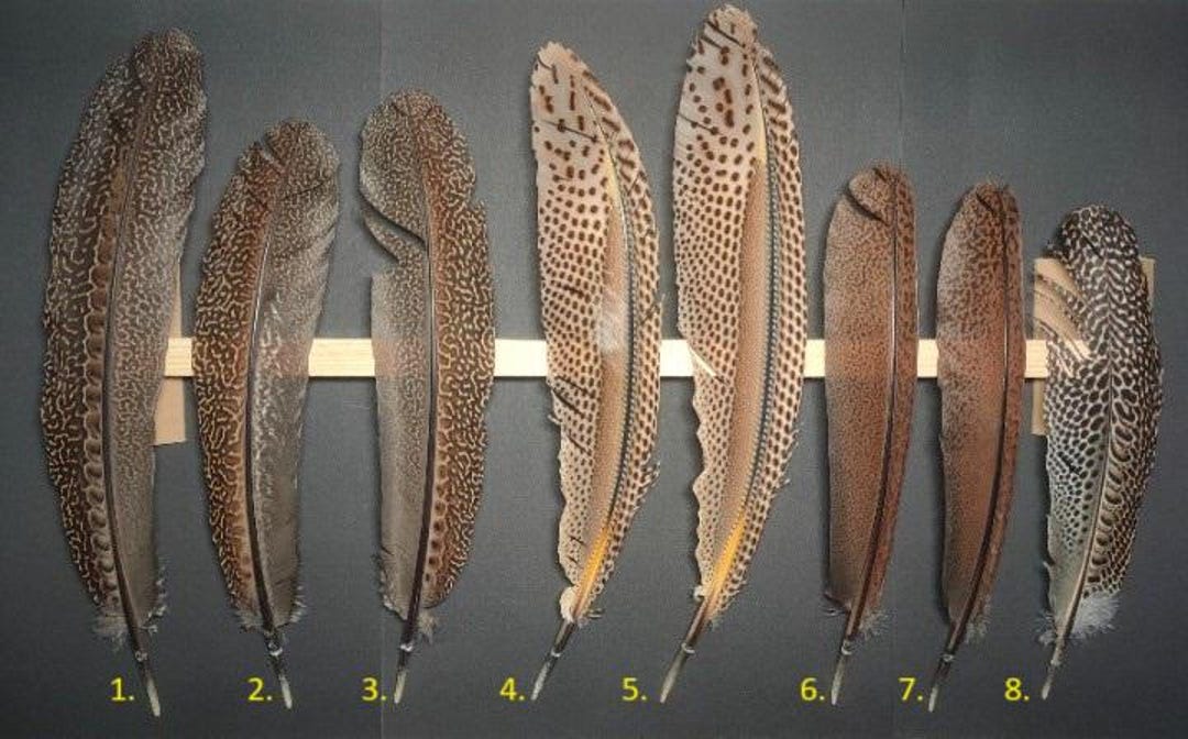 Argusianus Argus (great Argus) Feather - Etsy