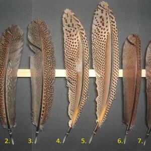 Argusianus Argus (great Argus) Feather - Etsy