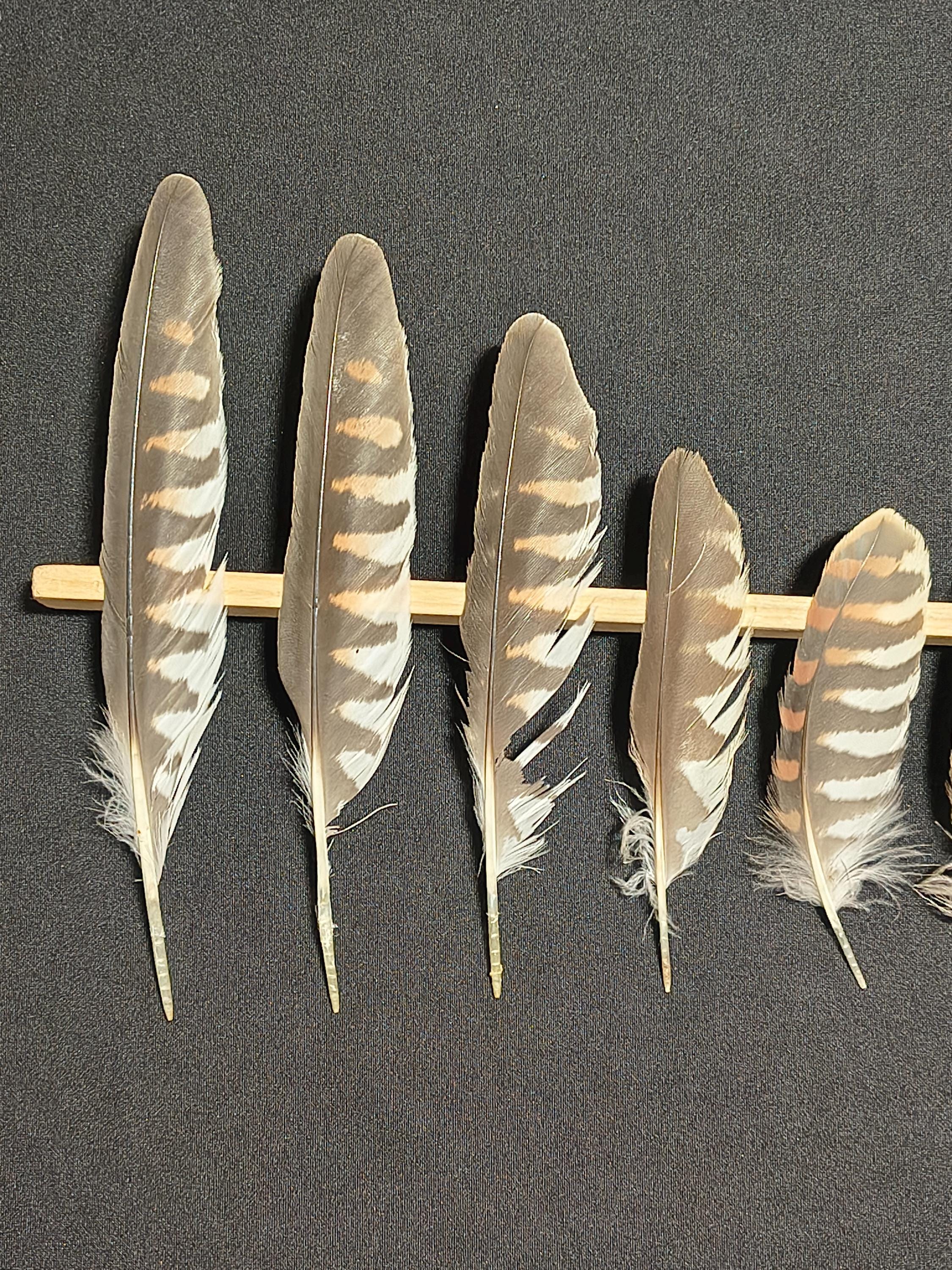 Common Kestrel (falco Tinnunculus) Feather - Etsy