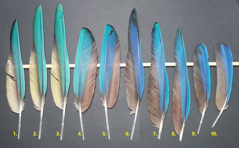Ara Parrot Wing Feather - Etsy